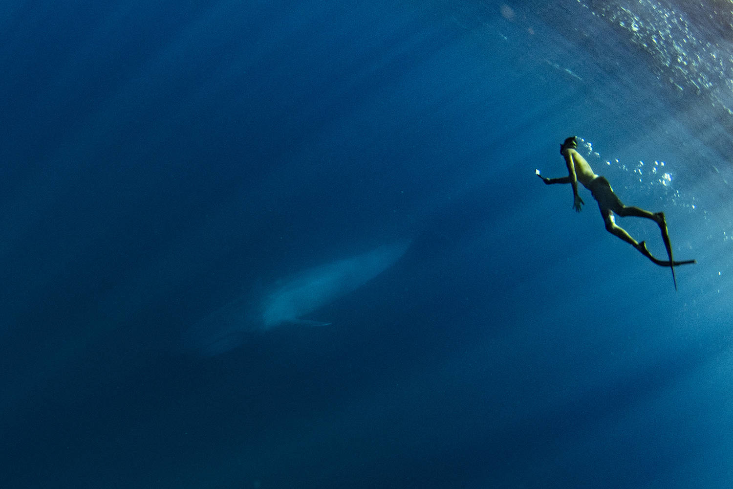 Cabo Shark Dive | Baja Ocean Safari and Whale Watching | Shark Diving ...